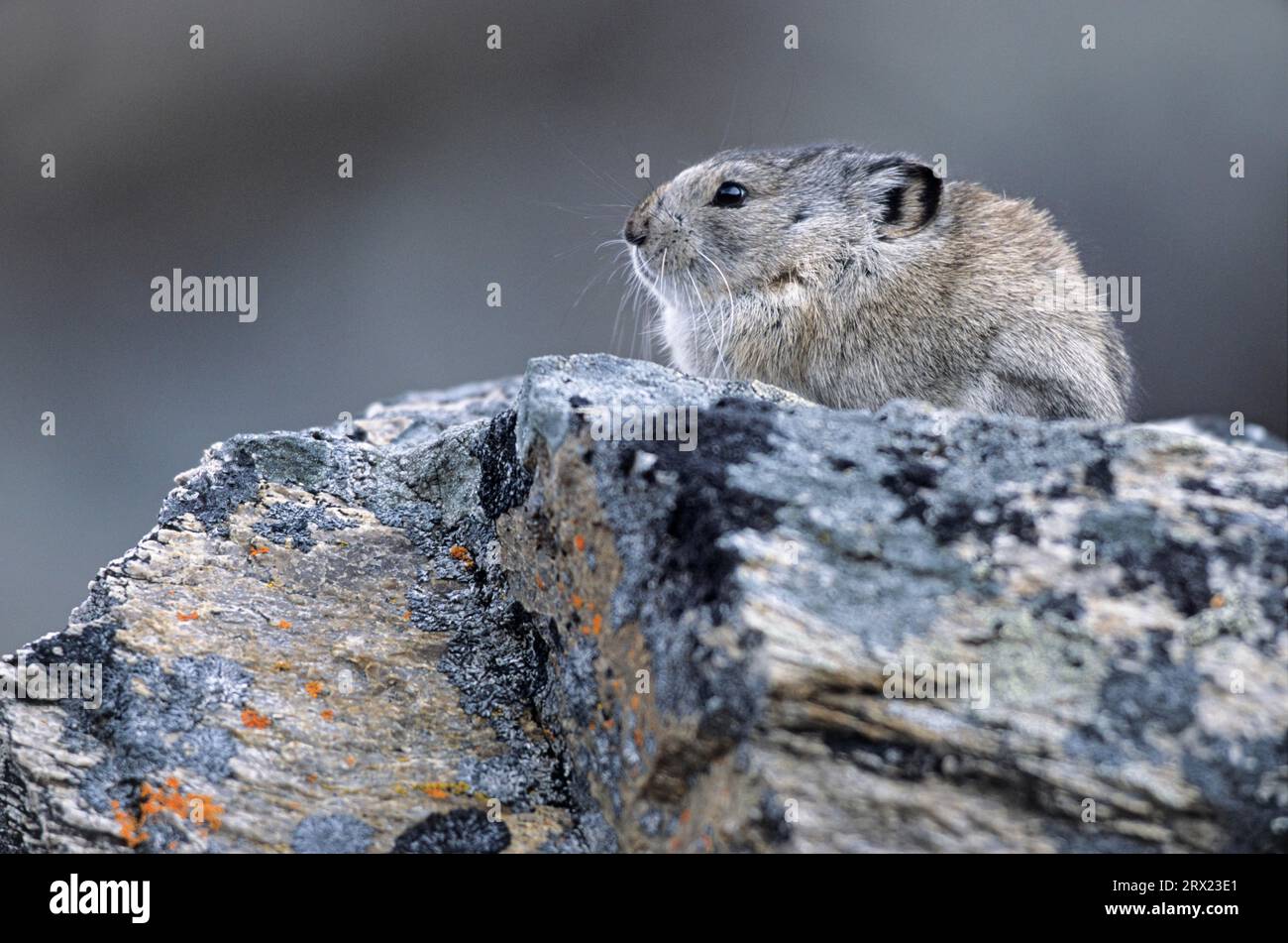 Collared pika (Ochotona collaris) sitting on a rock and keeps lookout ...