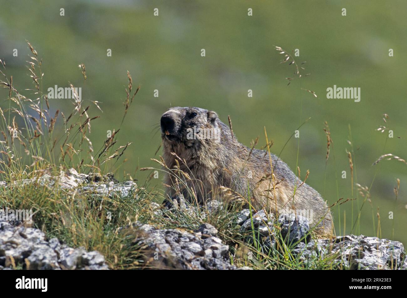 Alpine Marmot (Marmota marmota) watching over its territory (Murmeltier ...