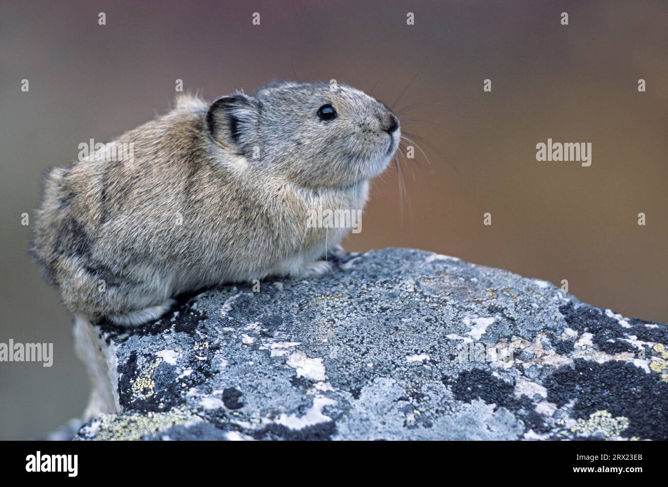 Collared pika (Ochotona collaris) sitting on a rock and keeps lookout ...