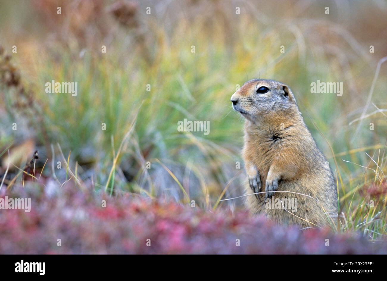Arctic ground squirrel (Spermophilus parryii) curiously watching the photographer (Arctic Ground ...