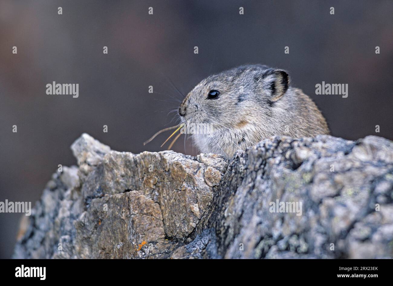 Collared pika (Ochotona collaris) sitting on a rock and keeps lookout ...