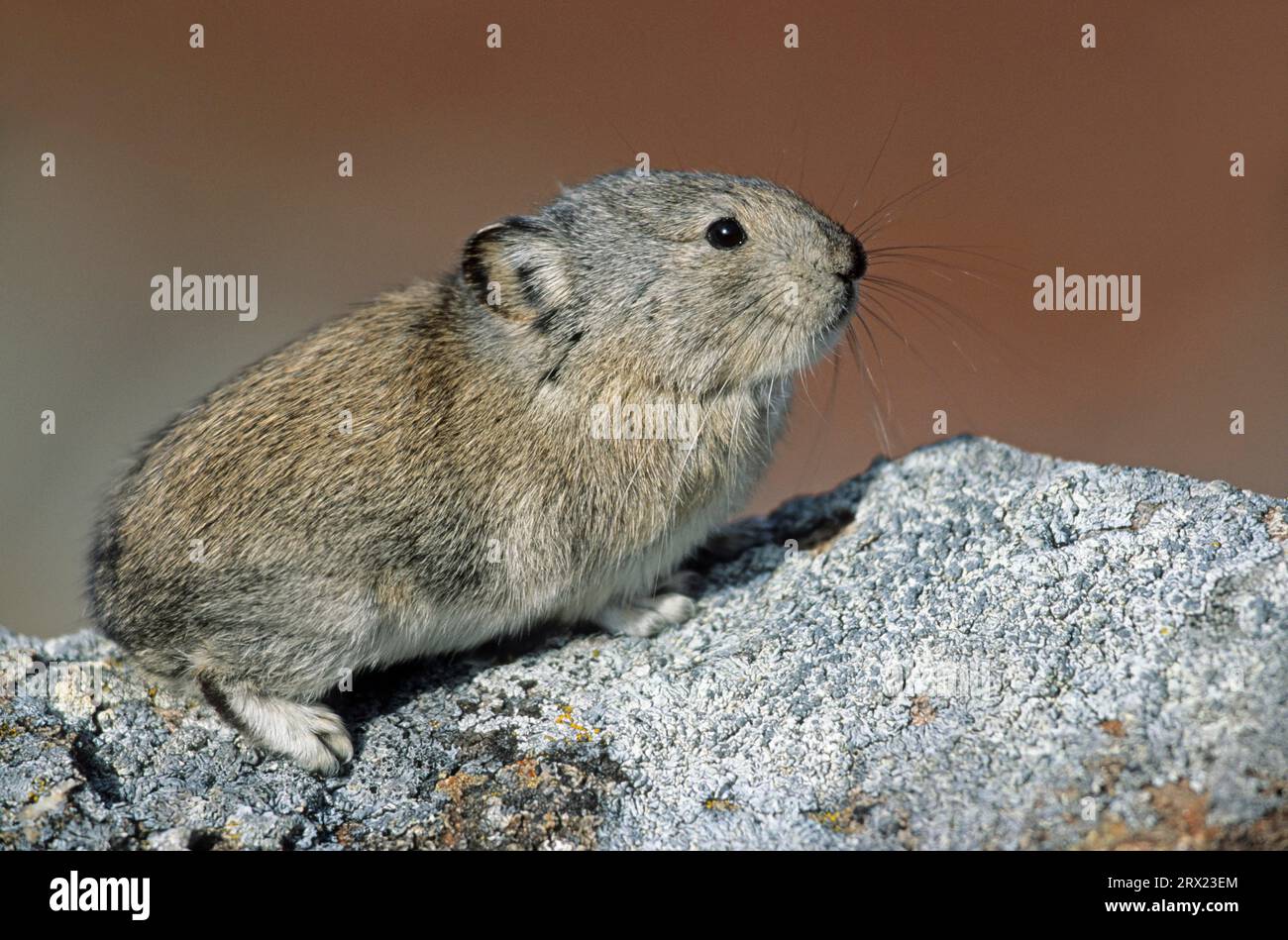 Collared pika (Ochotona collaris) sitting on a rock and keeps lookout ...