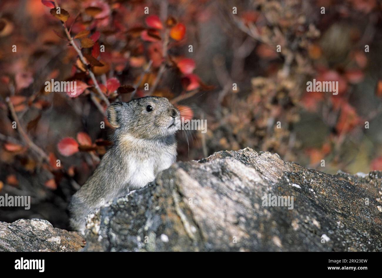 Collared pika (Ochotona collaris) sitting on a rock and keeps lookout ...