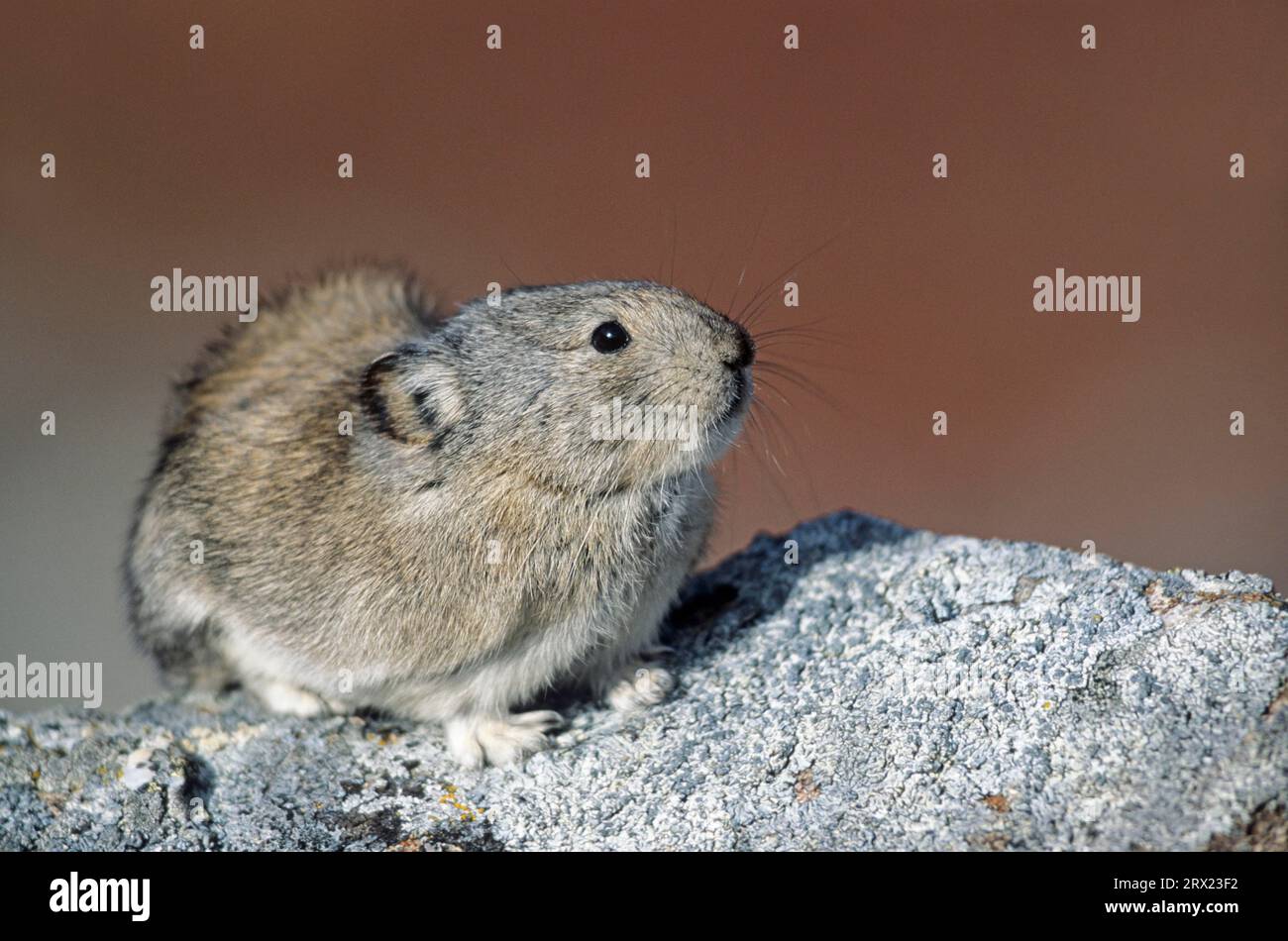 Collared pika (Ochotona collaris) sitting on a rock and keeps lookout ...