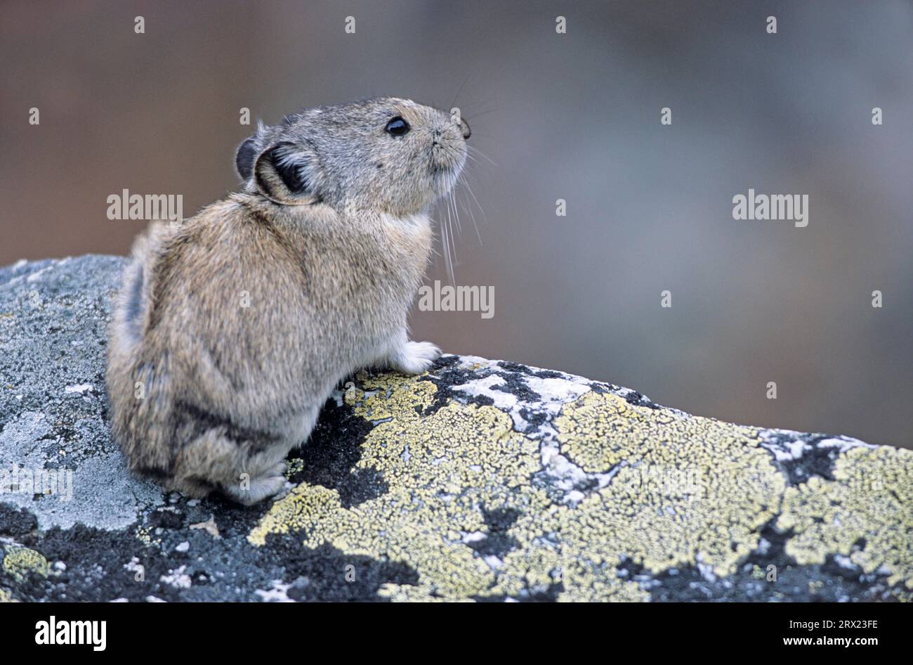 Collared pika (Ochotona collaris) sitting on a rock and keeps lookout ...