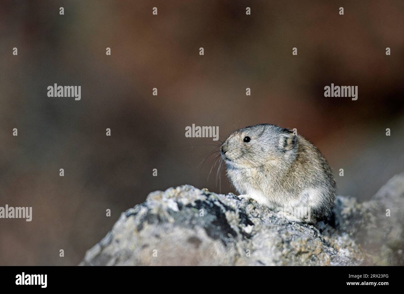 Collared pika (Ochotona collaris) sitting on a rock and keeps lookout ...