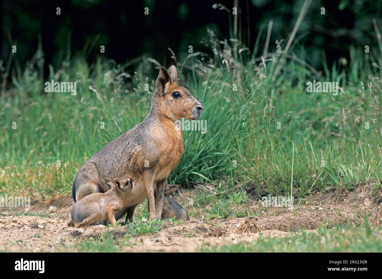 Female Great Pampas Hare with suckling young (Great Mara) (Pampas Hare ...