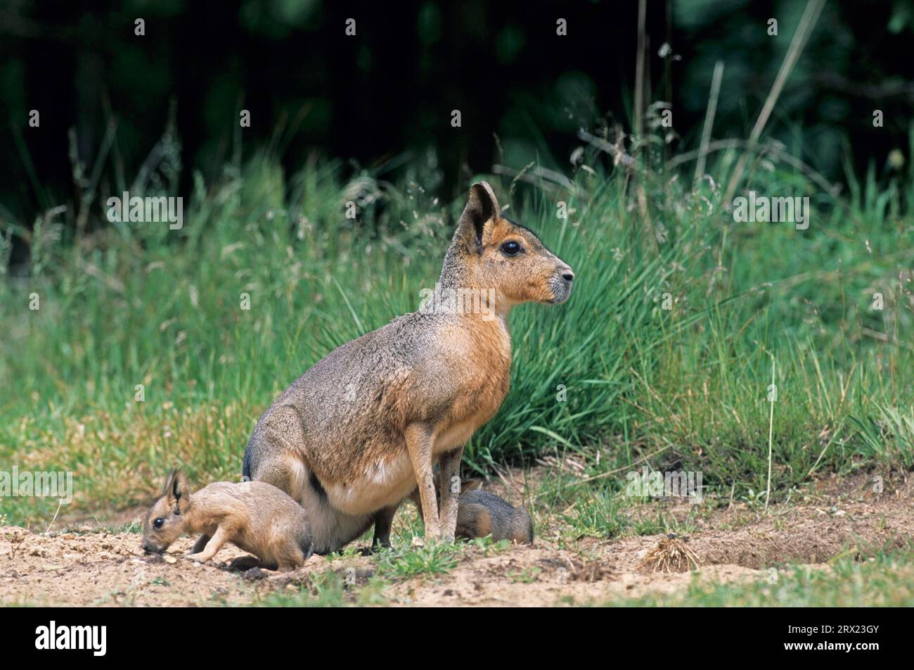 Female Large Mara (Dolichotis patagonum) receives the pups at the ...