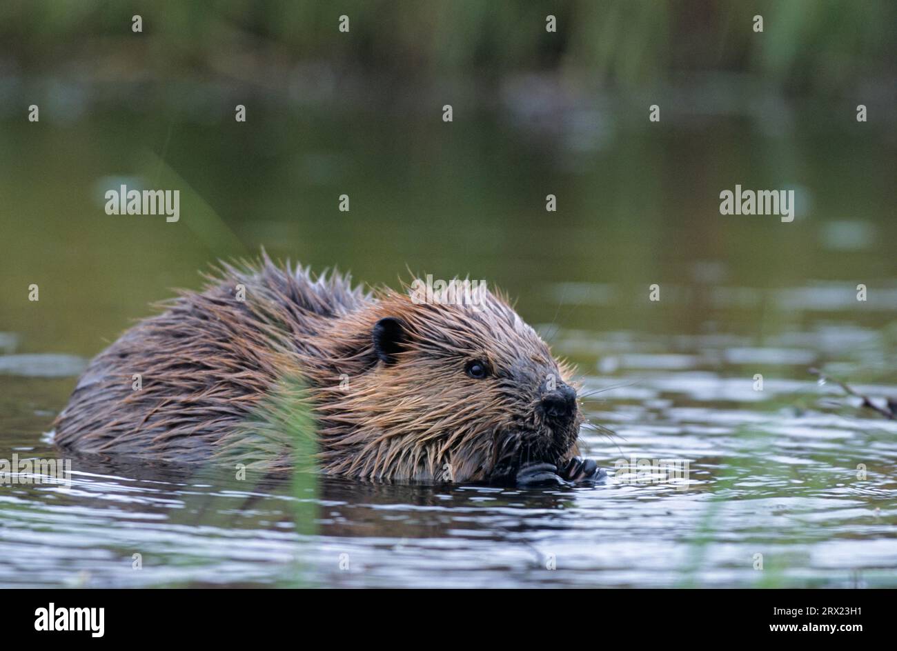 Young north american beaver (Castor canadensis) feeding at pondside ...