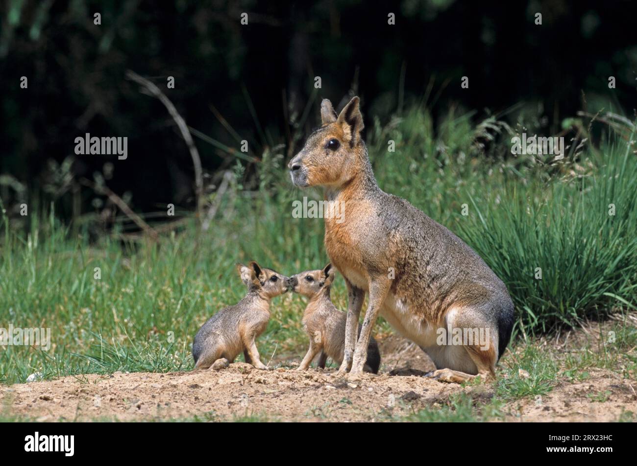 Female Large Mara (Dolichotis patagonum) with pups at the entrance to ...