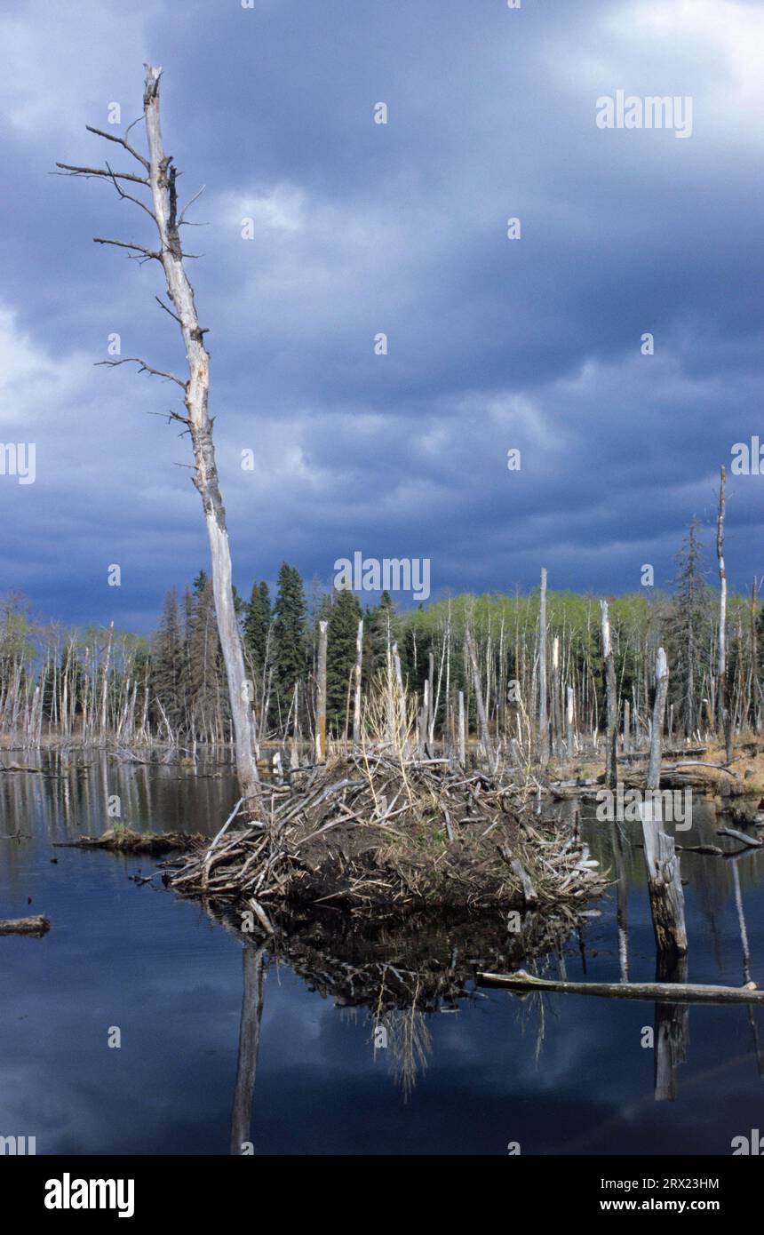 Beaver lodge of a North north american beaver (Castor canadensis Stock ...