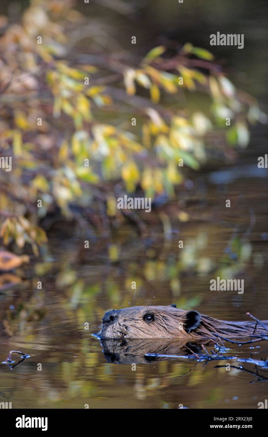 Canadian Beaver in front of his deposited winter stock storring ...
