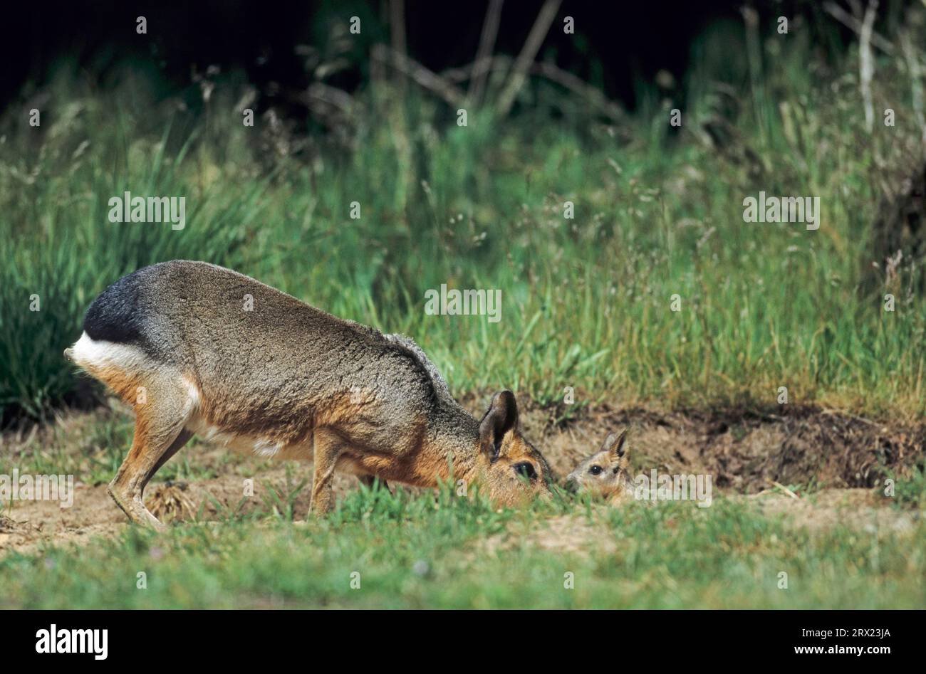 Female Large Pampas Hare receives the pups at the entrance to the ...