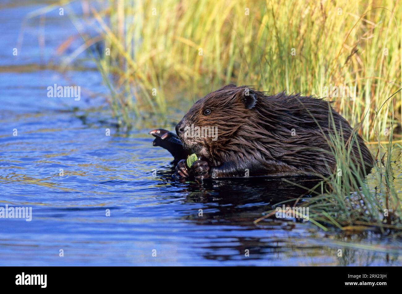 Young north american beaver (Castor canadensis) eating willow branches ...
