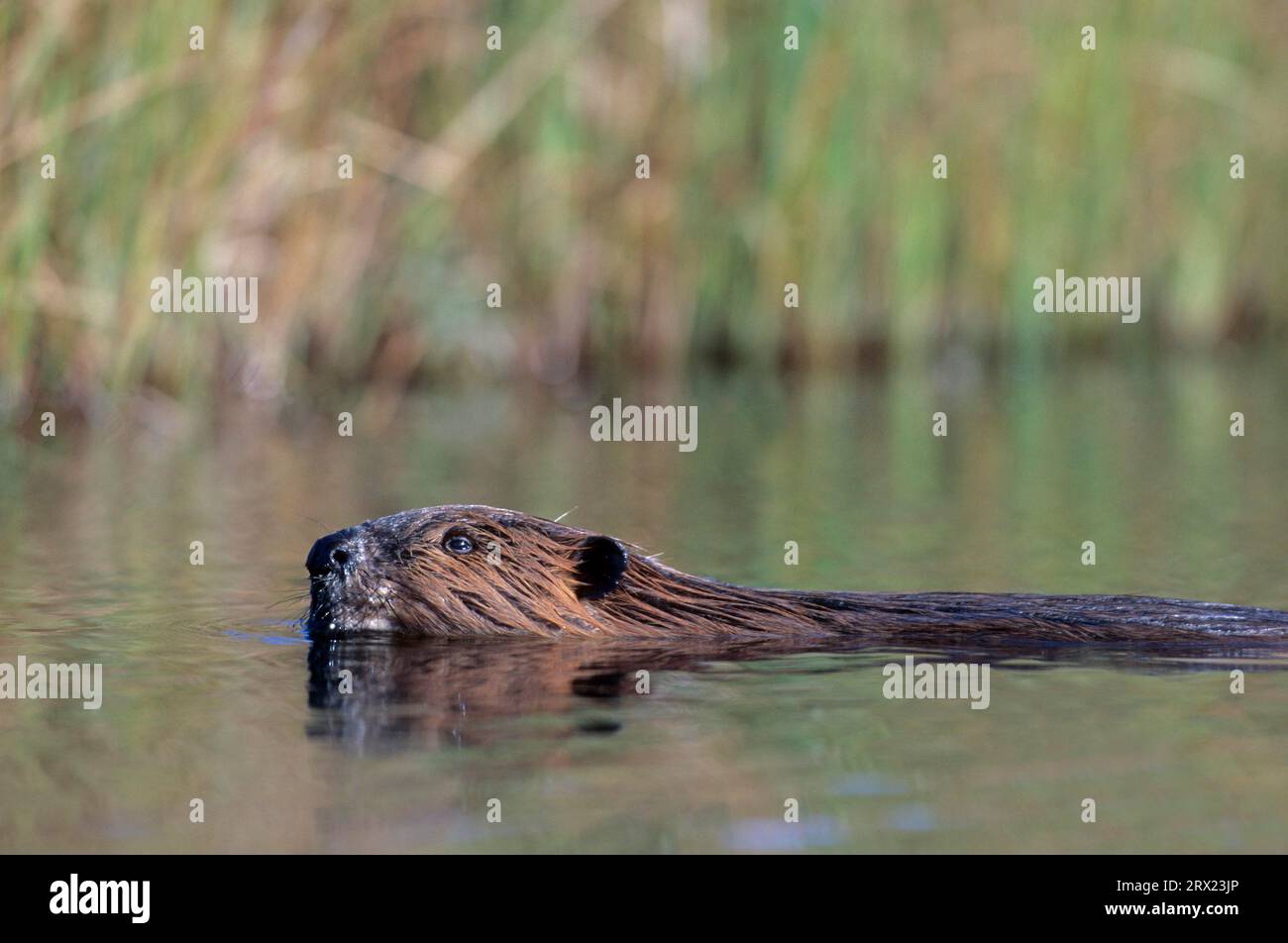 North american beaver (Castor canadensis) attentively observing the ...