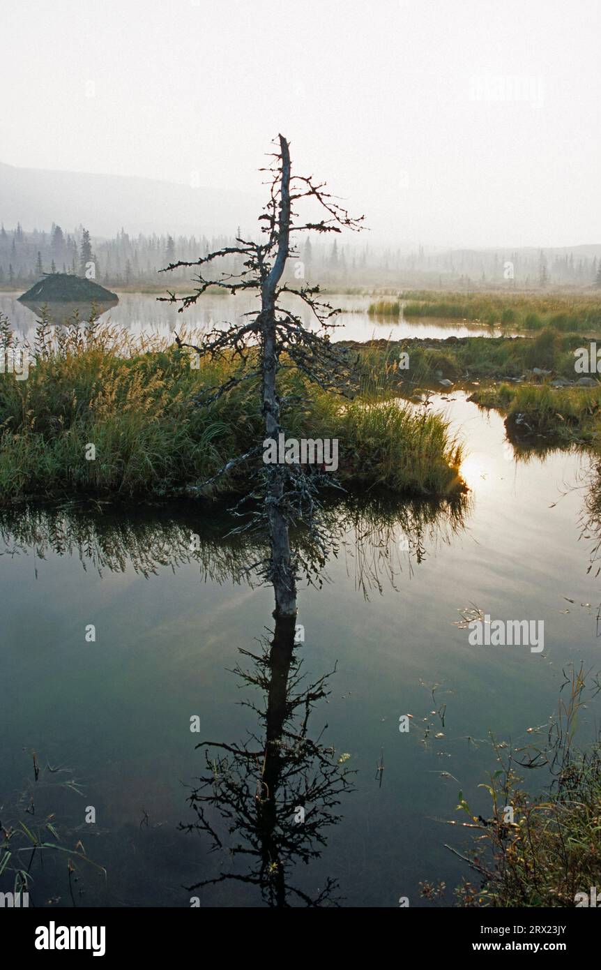 Beaver lodge and beaver dam of a North north american beaver (Castor ...
