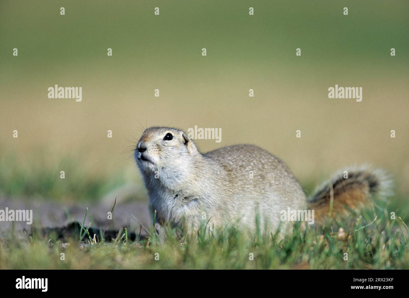 Richardson's ground squirrel (Urocitellus richardsonii) (Spermophilus ...