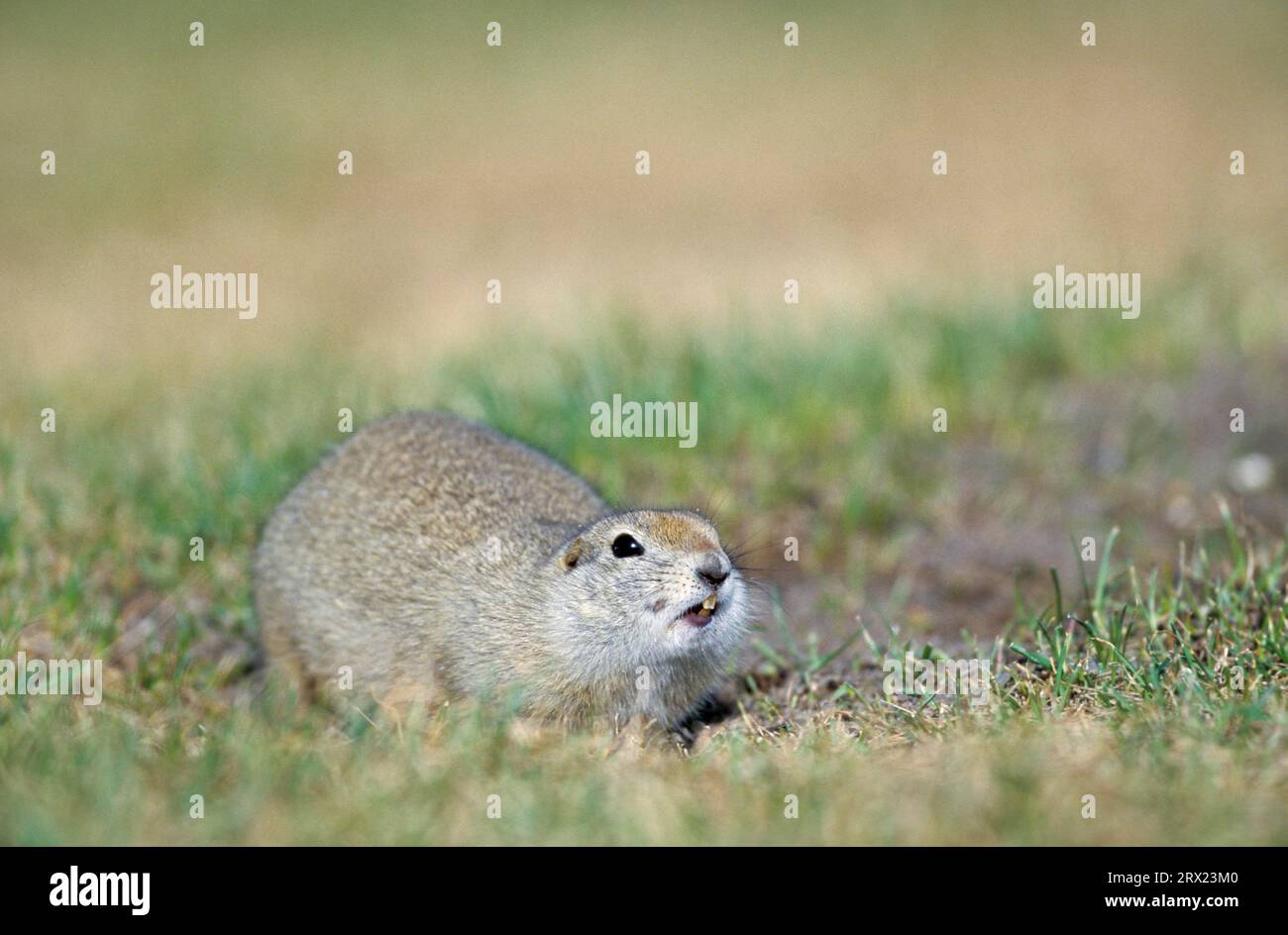 Richardson's Ground Squirrel (Spermophilus) sitting alert at the ...