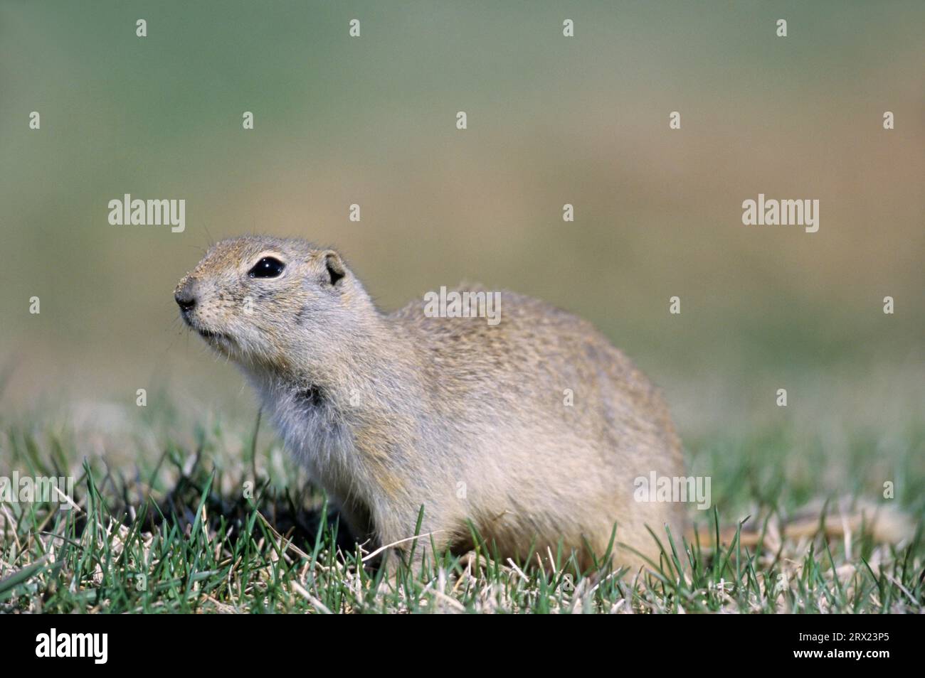 Richardson's ground squirrel (Urocitellus richardsonii) (Spermophilus ...
