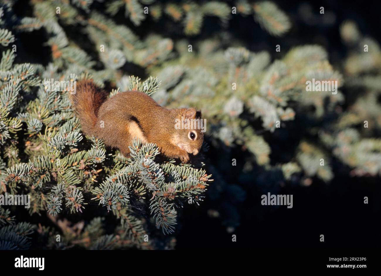Red squirrel foraging spruce cones (Hudson's squirrel) (Common red ...