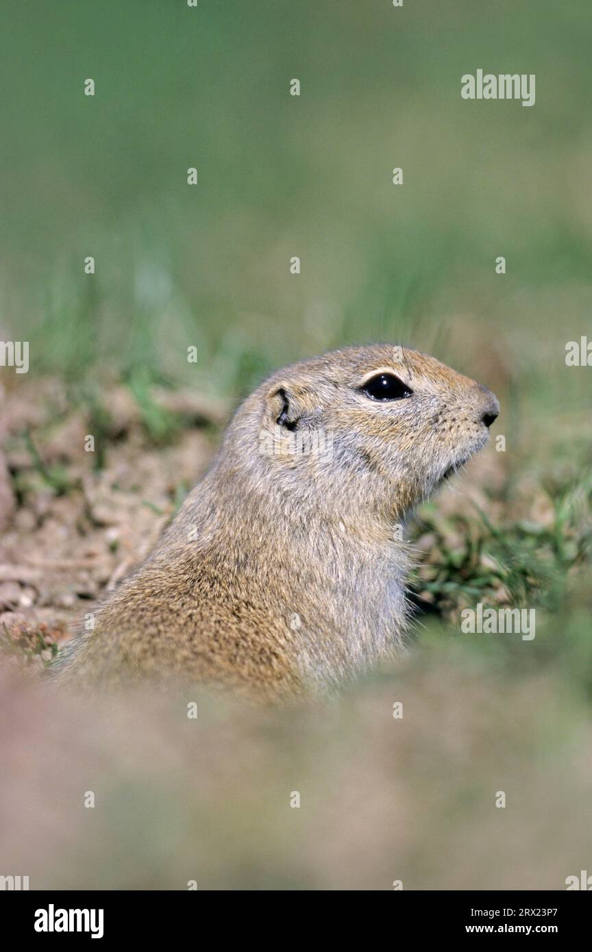 Richardson's ground squirrel (Urocitellus richardsonii) (Spermophilus ...