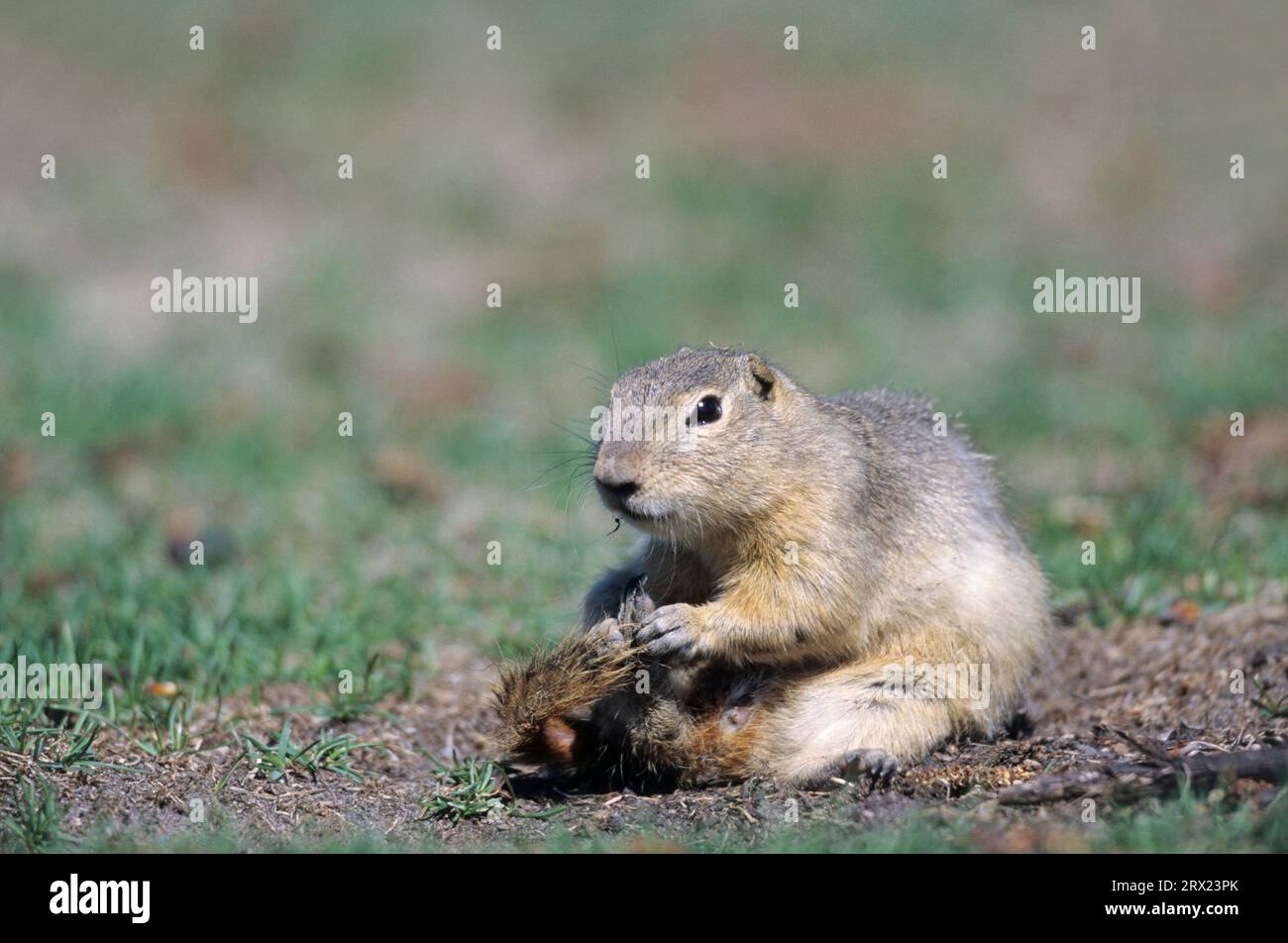 Richardson's ground squirrel (Urocitellus richardsonii) (Spermophilus) grooming (Praerieziesel ...