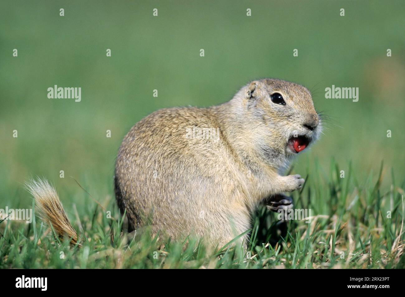 Richardson's ground squirrel (Urocitellus richardsonii) (Spermophilus) sitting relaxed and ...