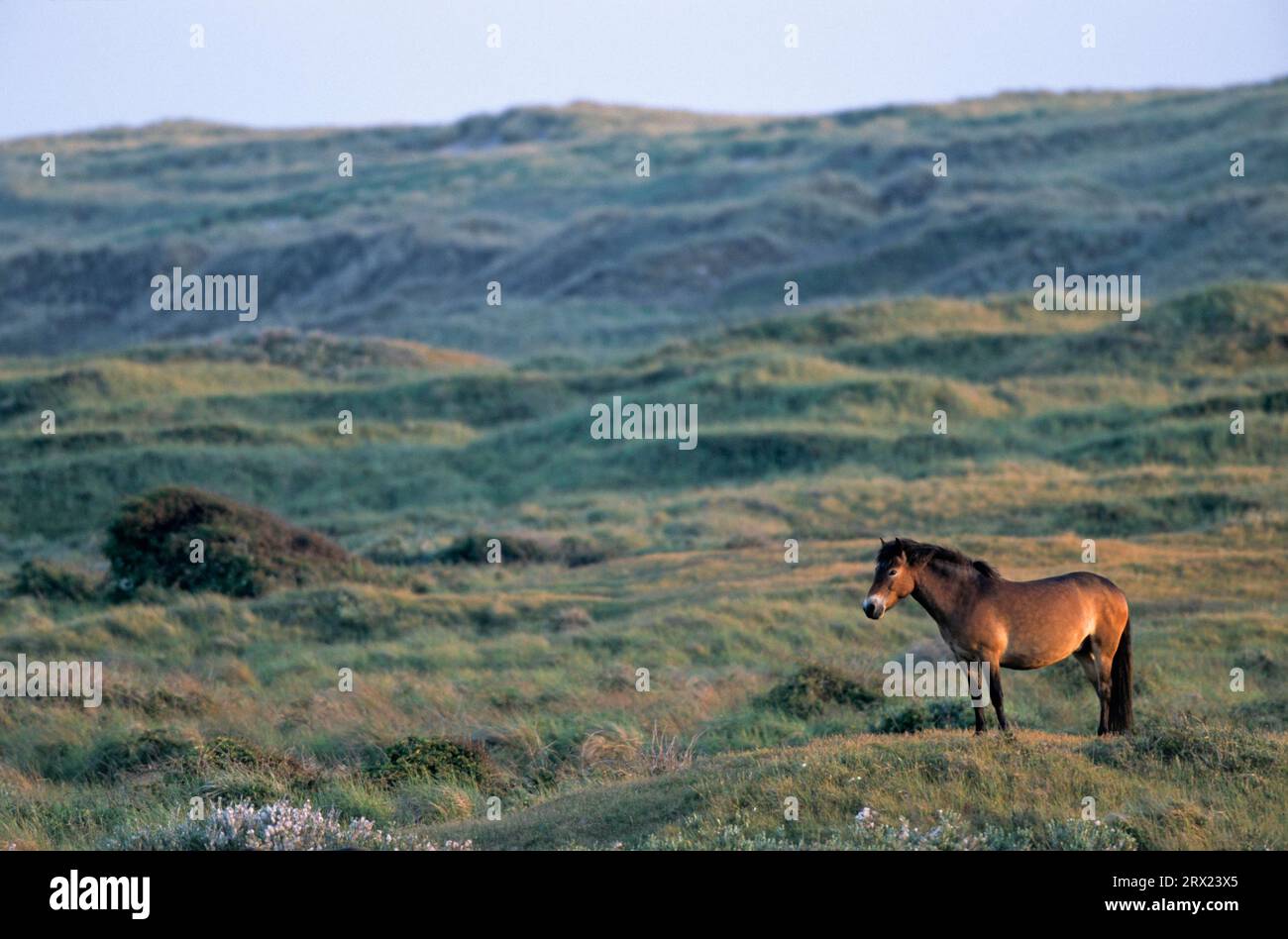 Exmoor Pony, stallion overview his territory (Exmoor Pony), Exmoor Pony ...