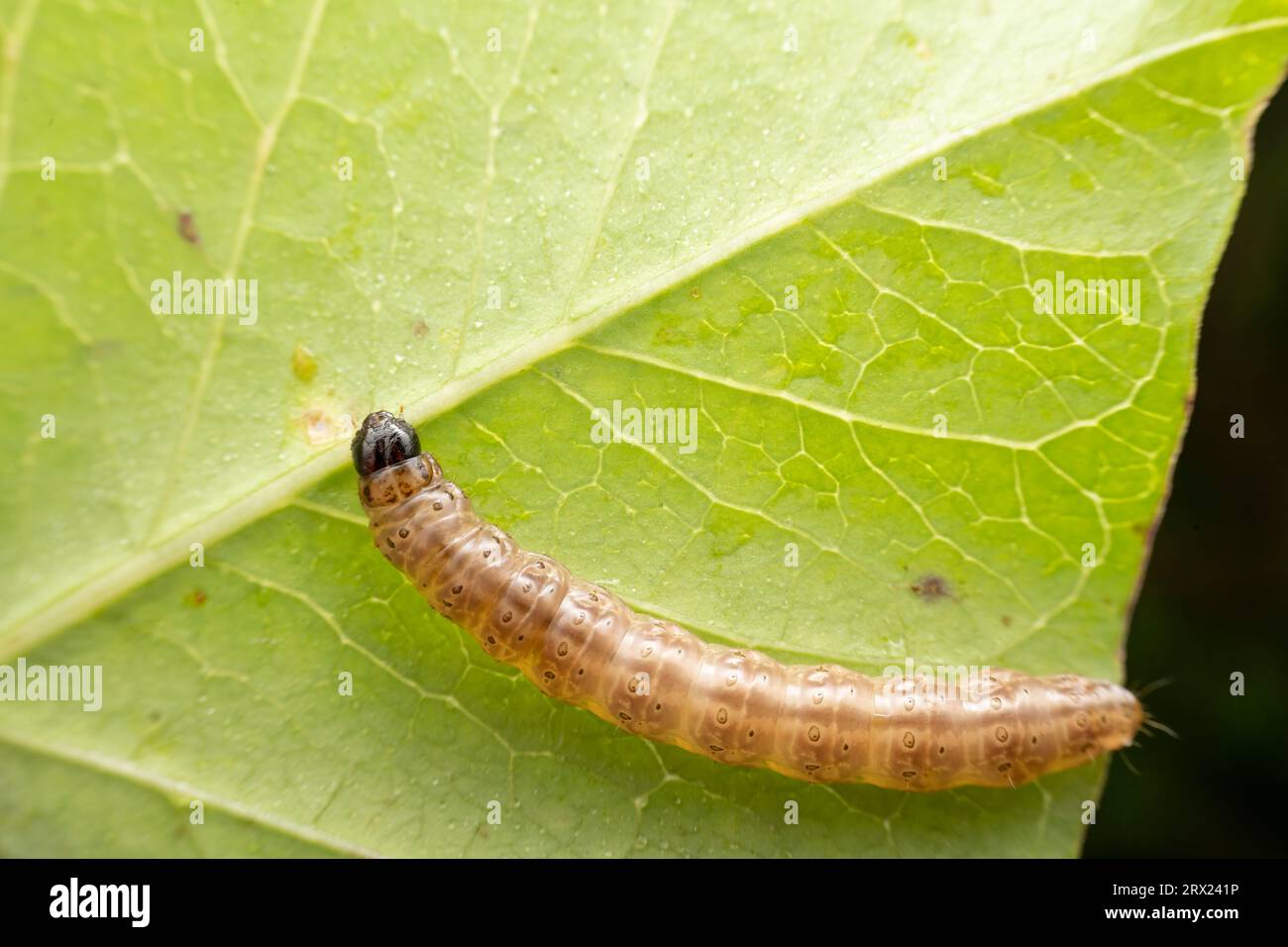 Lepidoptera larvae in the wild state Stock Photo - Alamy