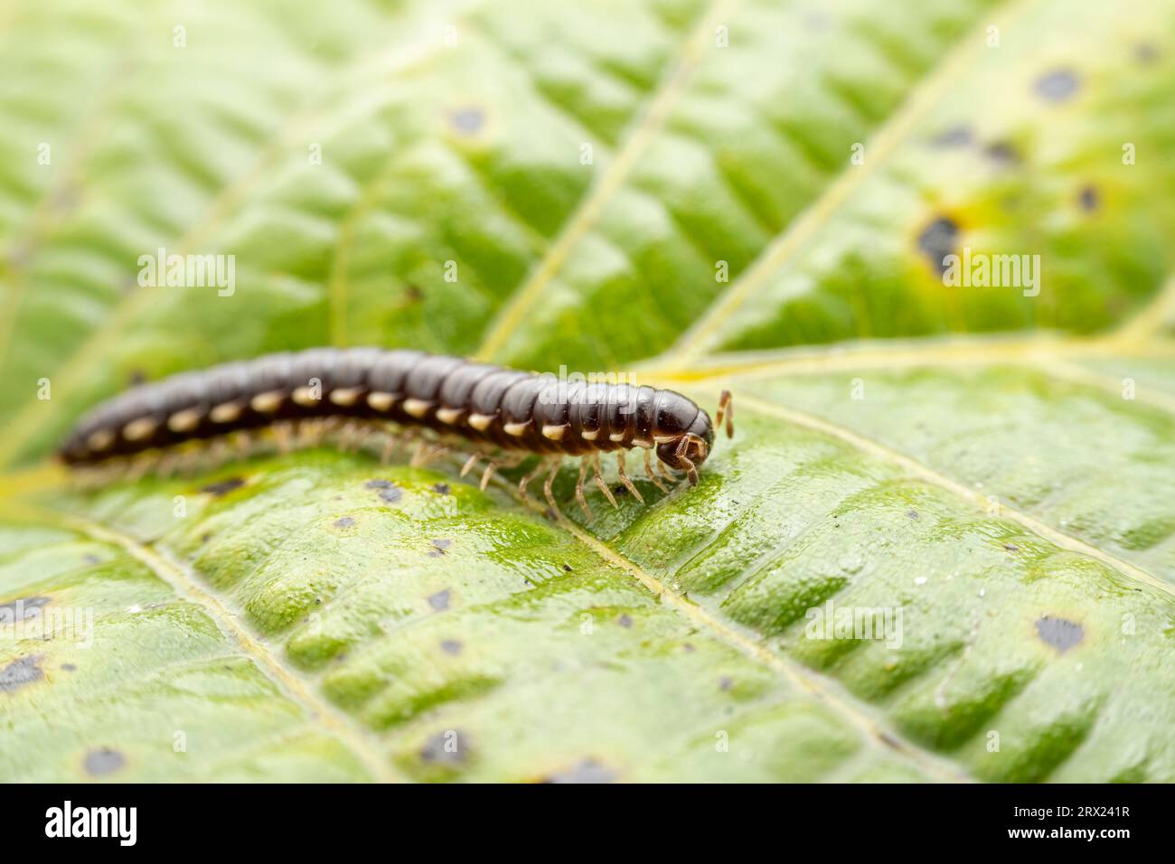 millipede in the wild state Stock Photo - Alamy