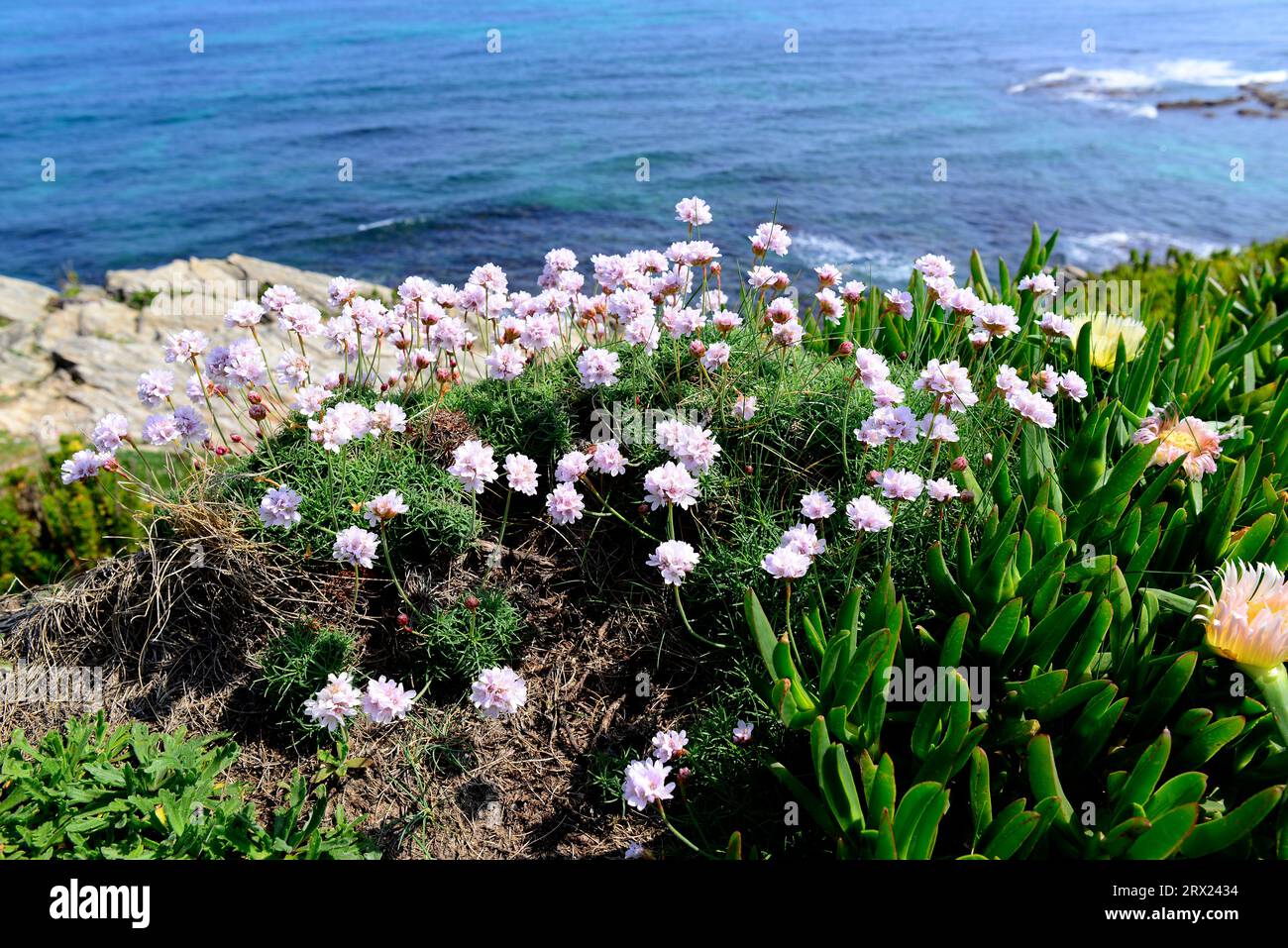 Sea thrift (Armeria pubigera or Armeria maritima) is an evergreen plant ...