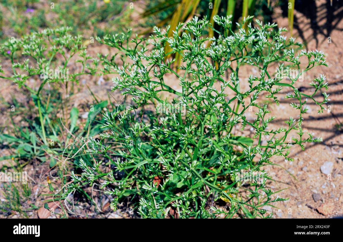 Goniolimon incanum is a perennial plant native to eastern Mediterranean ...