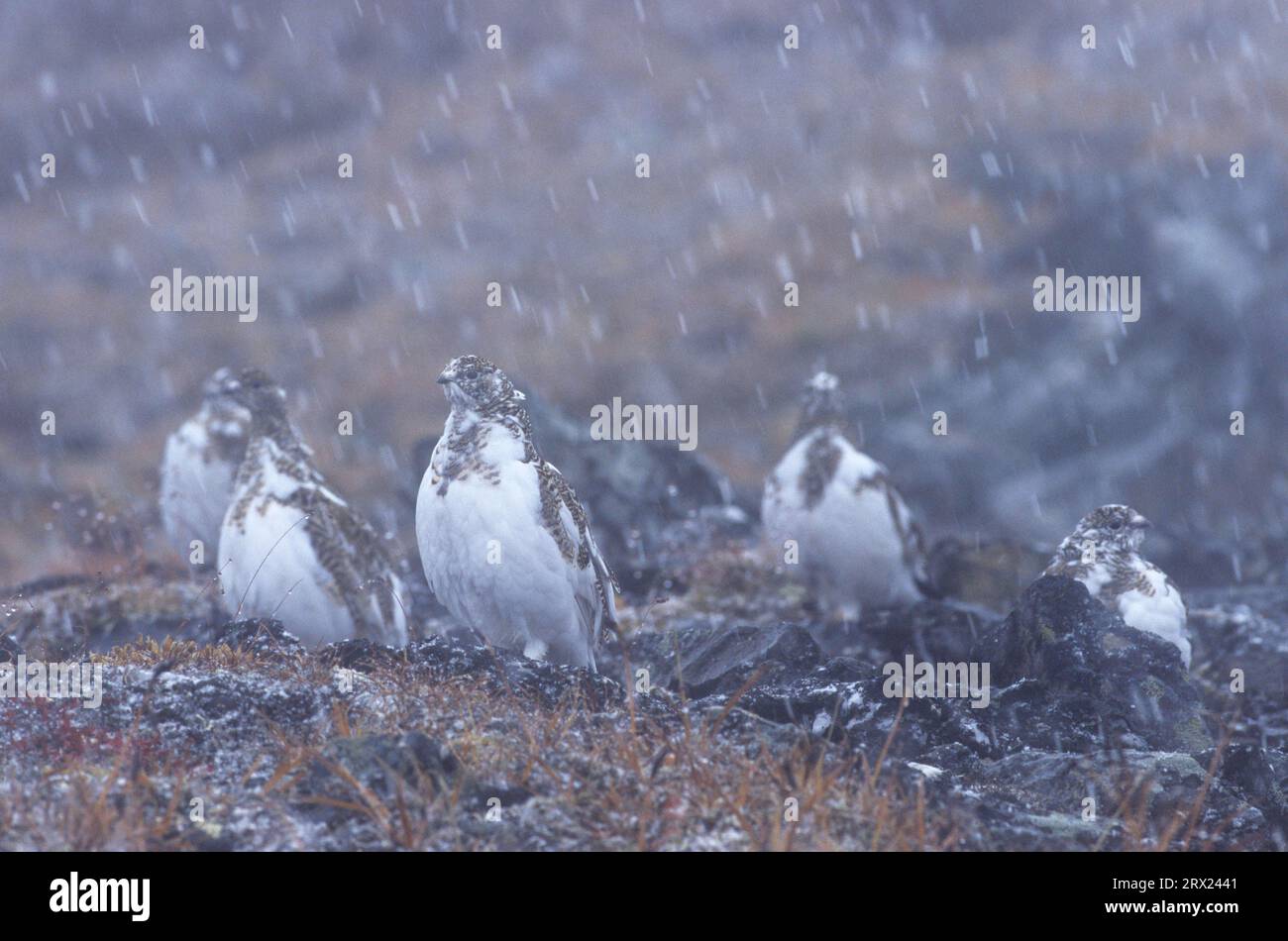 Rock ptarmigans (Lagopus) mutus Stock Photo - Alamy