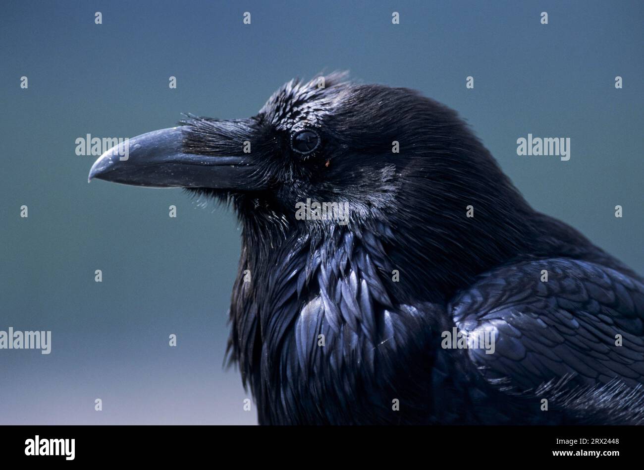 Common raven portrait adult bird hi-res stock photography and images ...