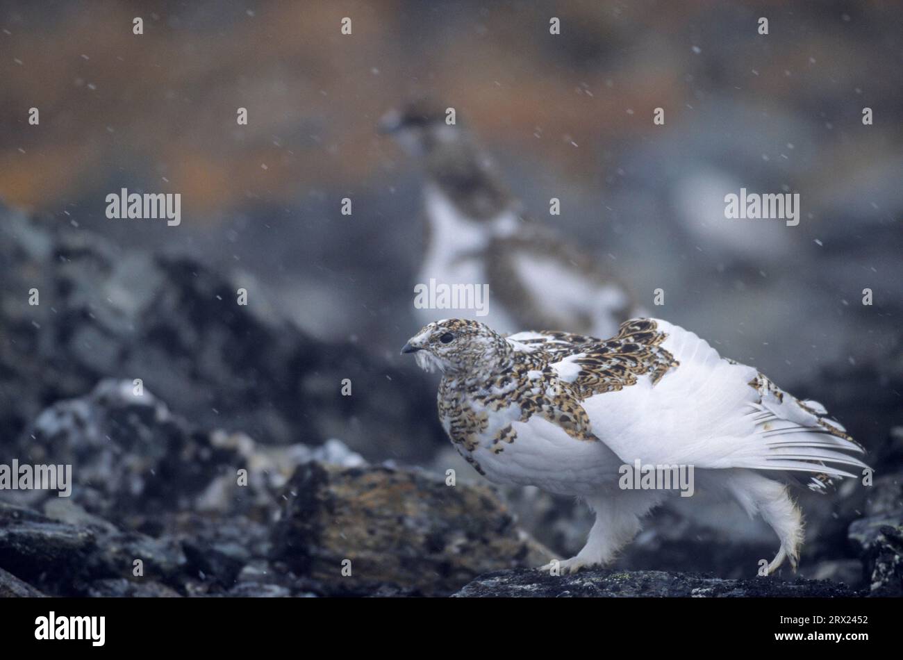 Rock Ptarmigan stretching the left wing in blowing snow (Snow Chicken ...