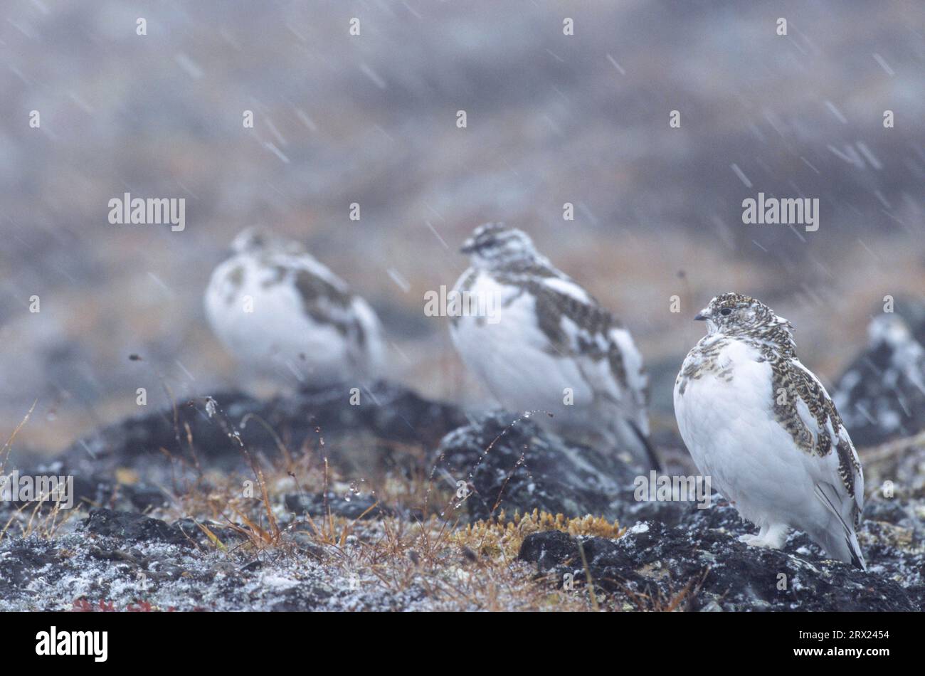 Rock ptarmigans (Lagopus) mutus Stock Photo - Alamy