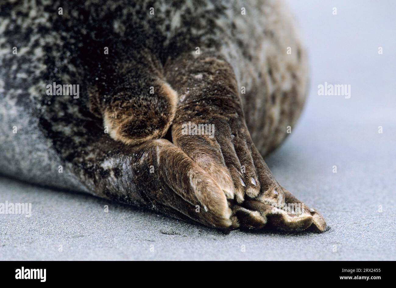 Harbour harbor seal, detail photo of the tail fin (Common Seal ...