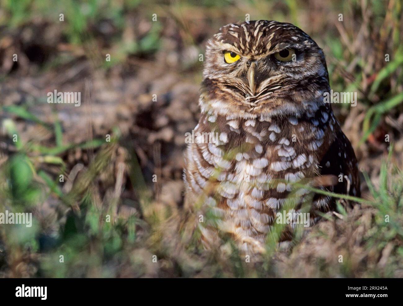 Burrowing Owl (Speotyto cunicularia) sitting alert in front of breeding ...
