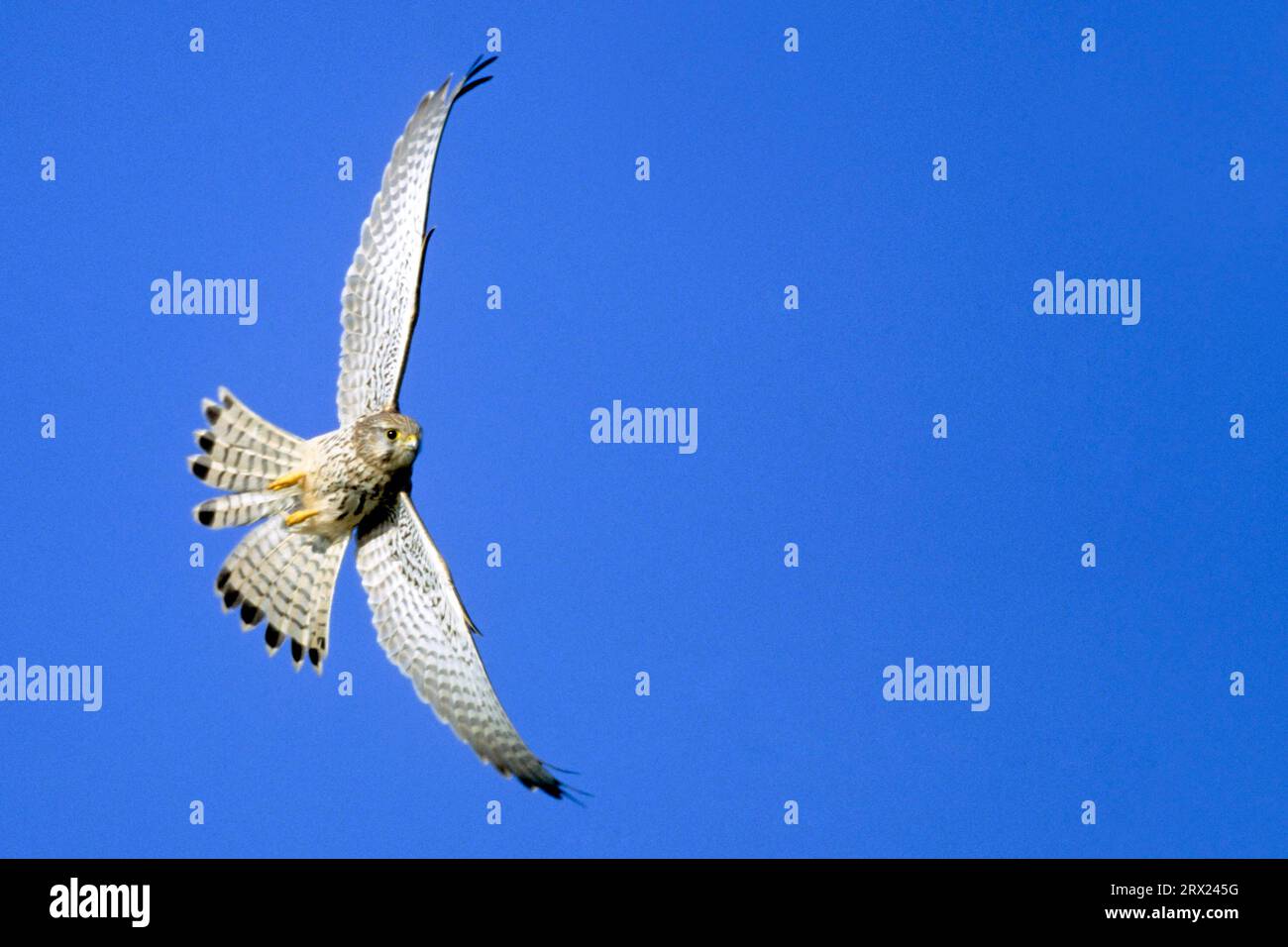 Common kestrel (Falco tinnunculus) foraging, Common Kestrel foraging ...