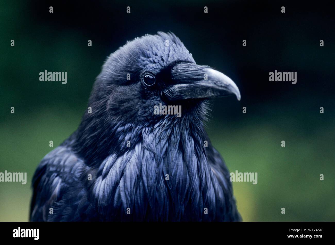 Common raven (Corvus corax), portrait of an adult bird (Northern raven ...