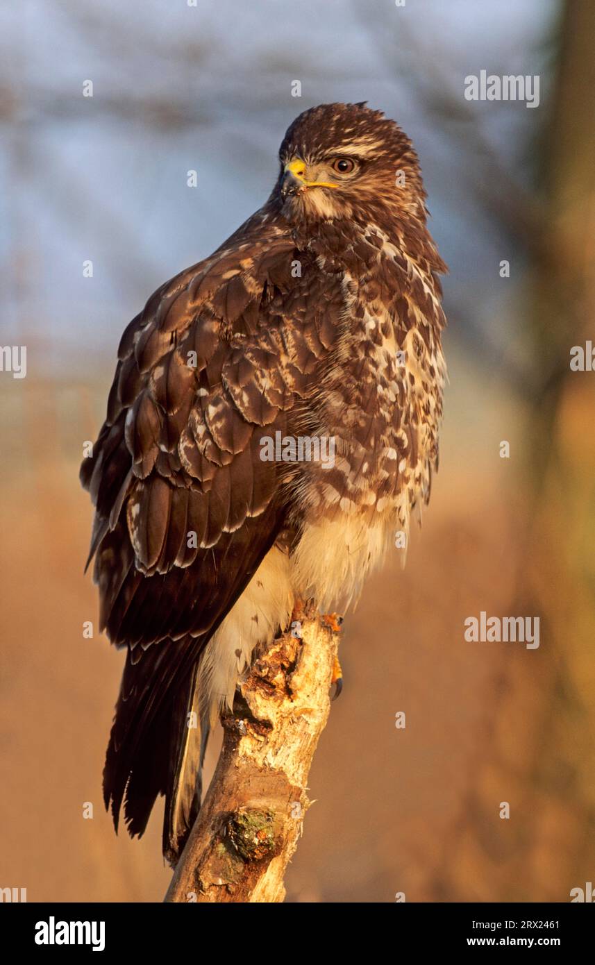 Common steppe buzzard (Buteo buteo) watching a conspecific (Buzzard ...