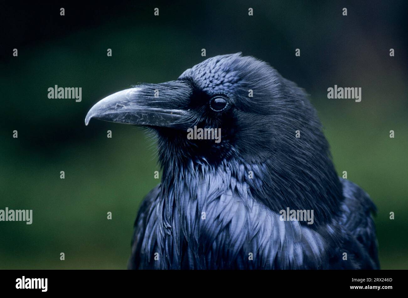 Common raven (Corvus corax), portrait of an adult bird (Northern raven ...