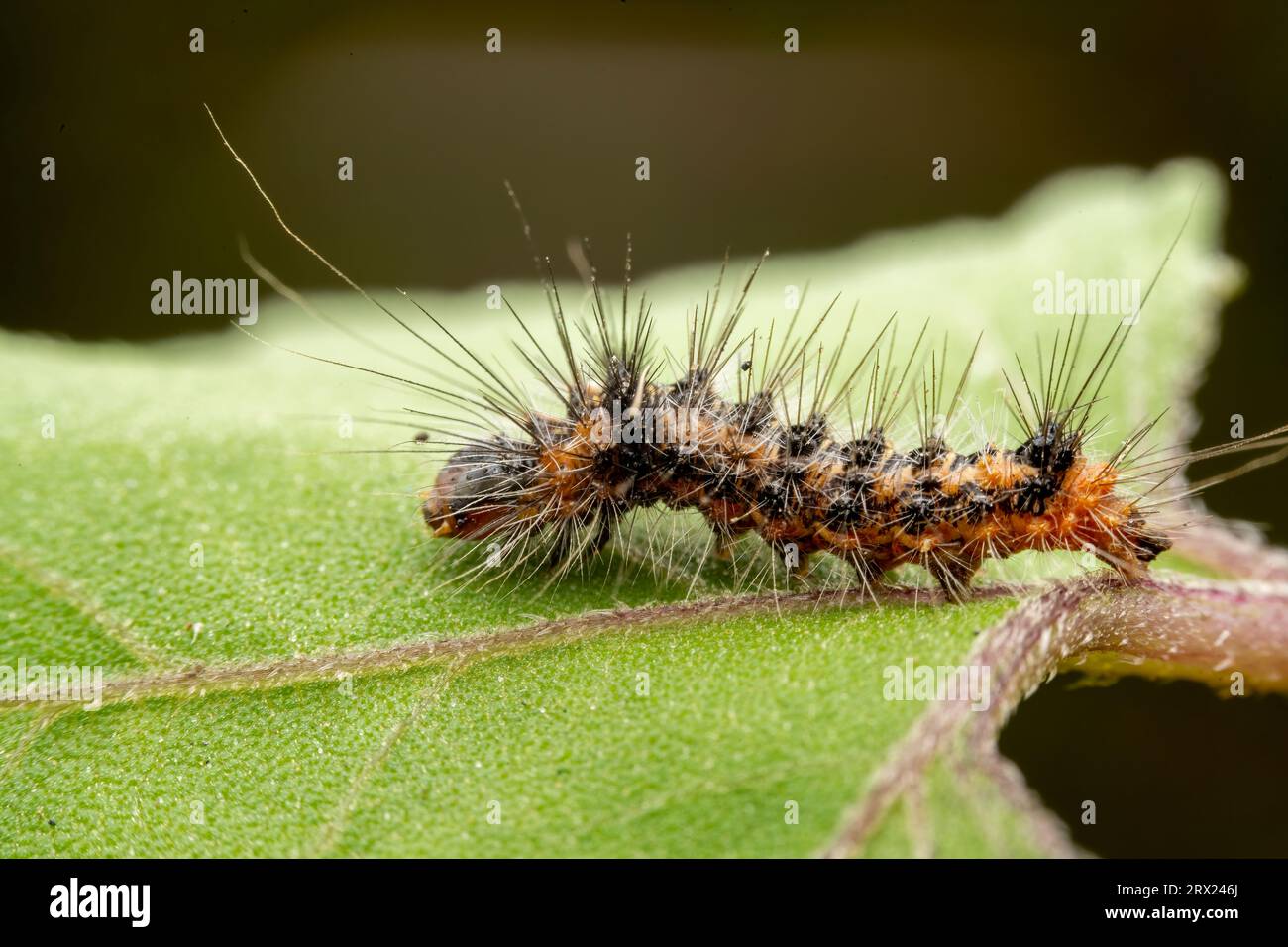 Poisonous moth larvae in the wild state Stock Photo - Alamy