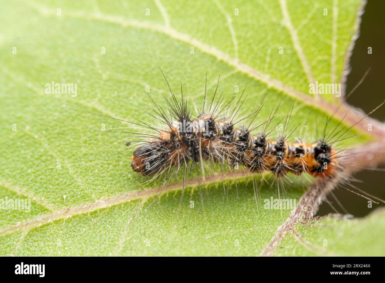 Poisonous moth larvae in the wild state Stock Photo - Alamy