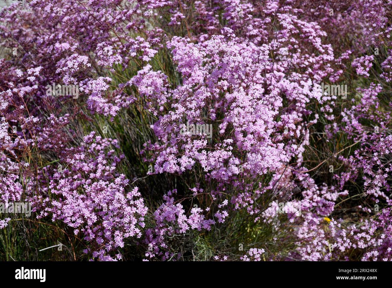 Siempreviva de saladar (Limonium caesium) is an halophyte perennial ...