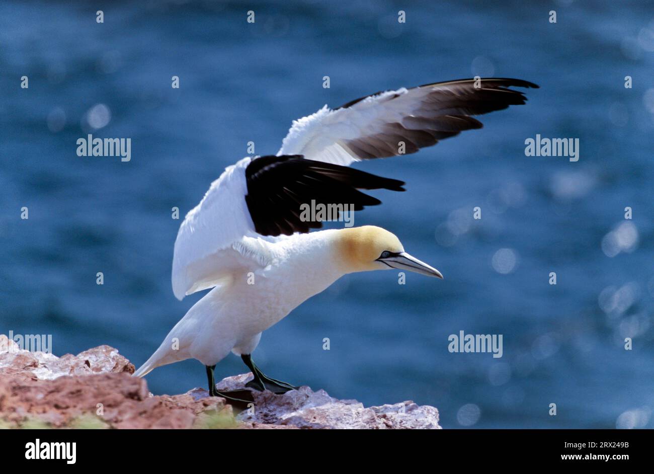 Northern Gannet (Morus bassanus) sits flailing on the Red Rock of ...