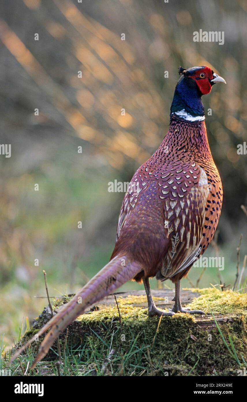 Pheasant cock standing on a tree stump and watching over its territory (Ring-necked Pheasant ...