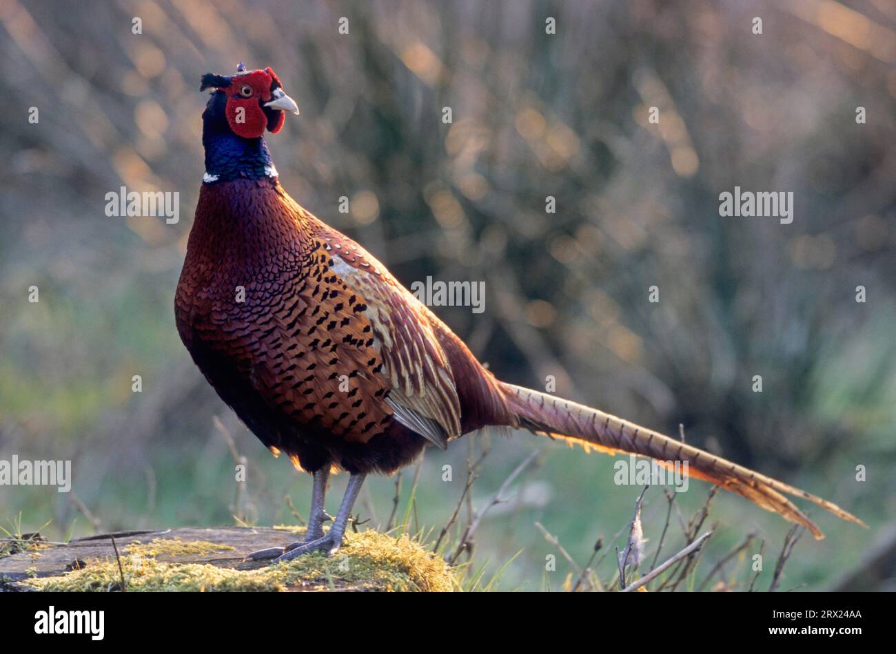 Pheasant cock standing on a tree stump and watching over its territory (Ring-necked Pheasant ...