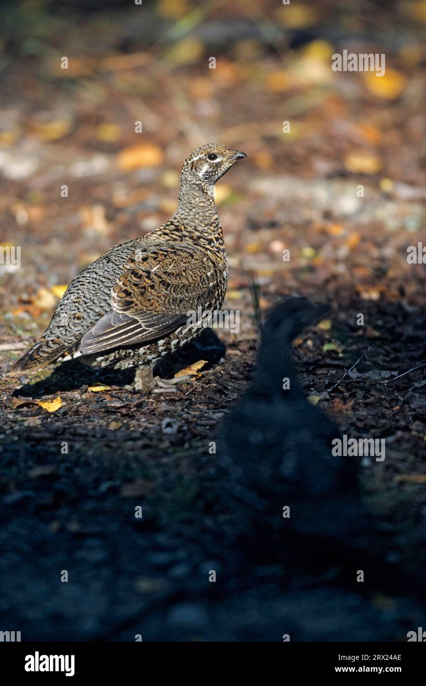 Canada grouse (Falcipennis canadensis), Female foraging (Spruce Grouse ...