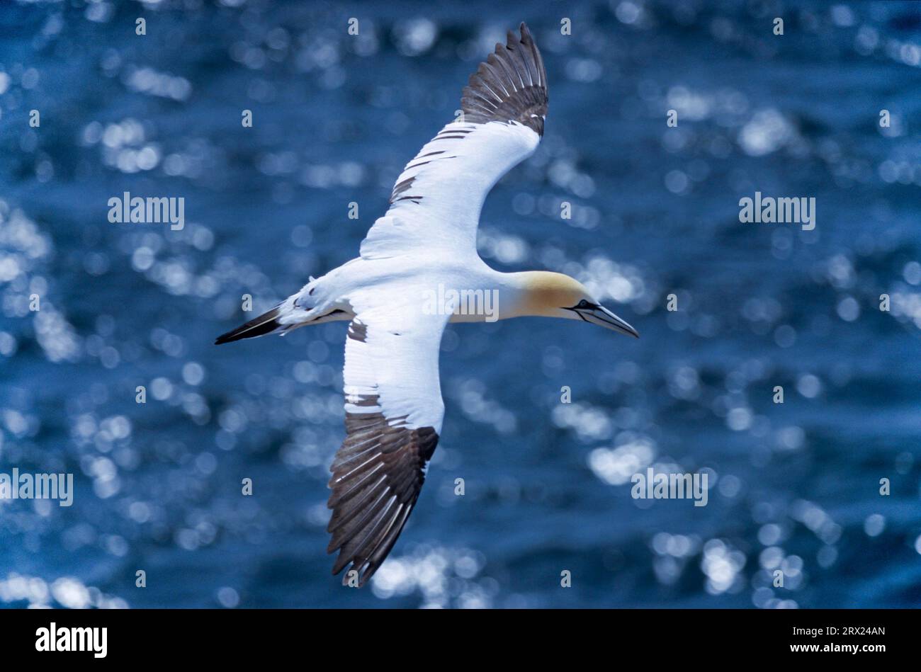 Northern Gannet (Morus bassanus) in gliding flight at the Red Rock of ...